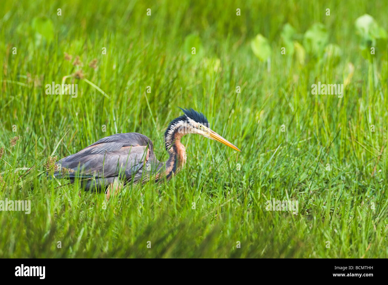 Heron fish catching hi-res stock photography and images - Alamy