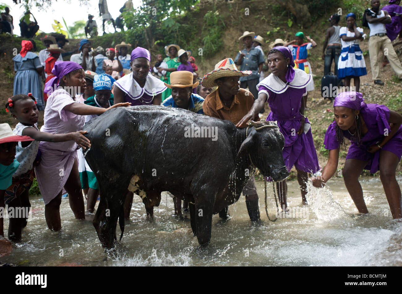 A group of pilgrims bath a bull at the base of the Saut D'eau waterfall ...