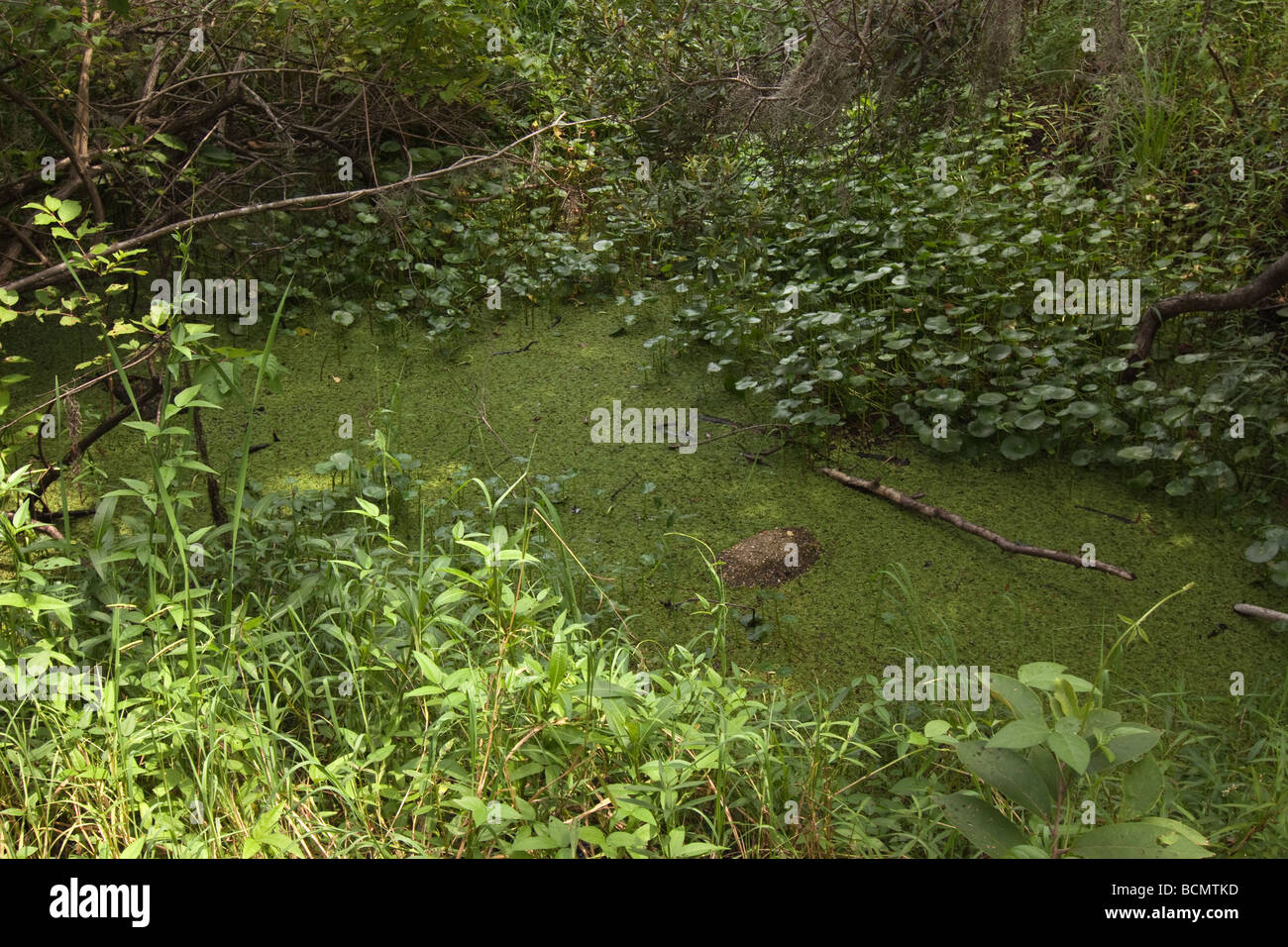Bayou scene hi-res stock photography and images - Alamy