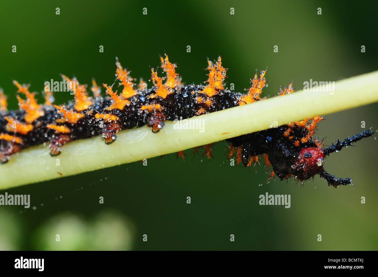 Caterpillar egg hi-res stock photography and images - Alamy