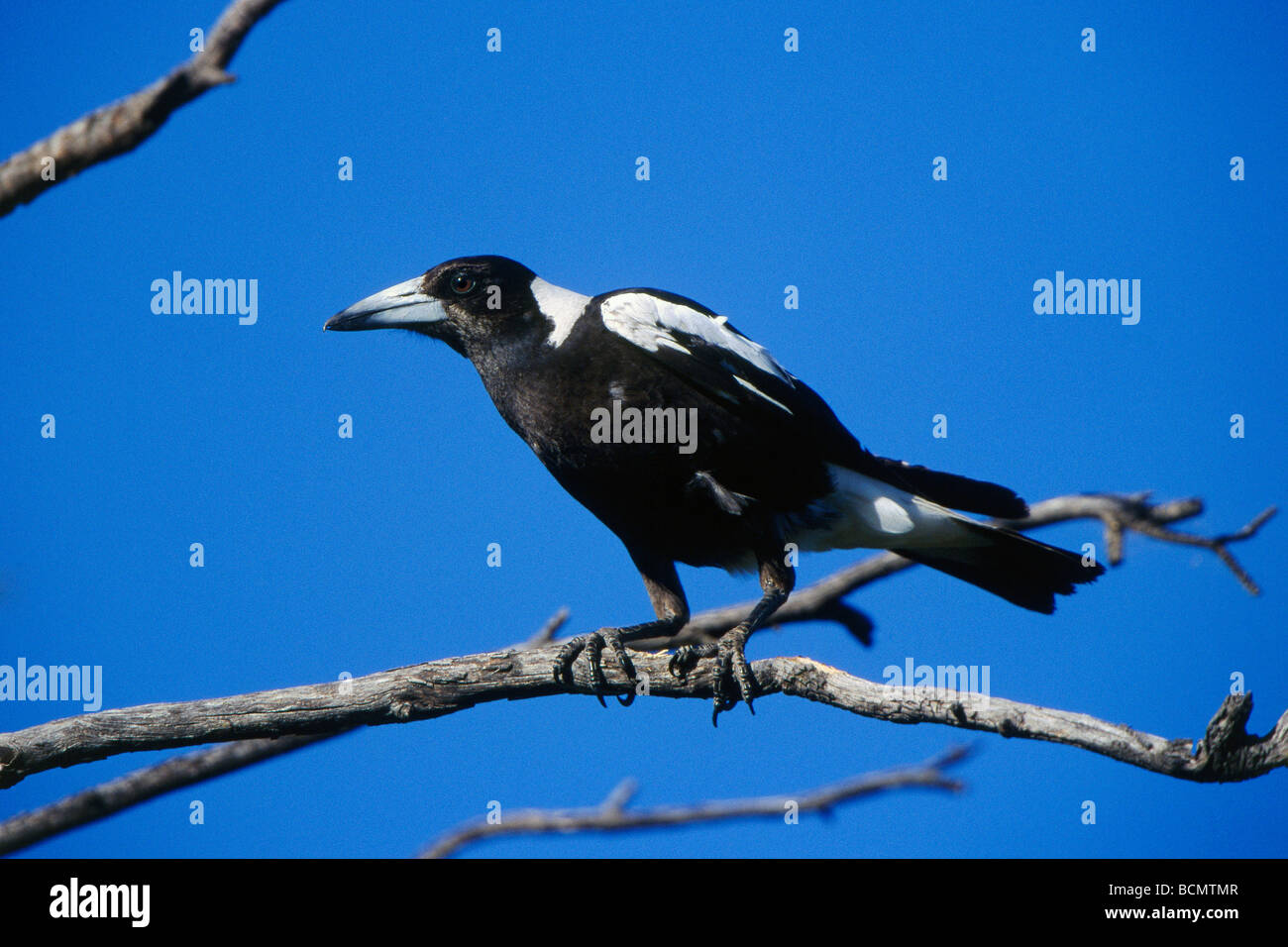 Australian black backed magpie hi-res stock photography and images - Alamy
