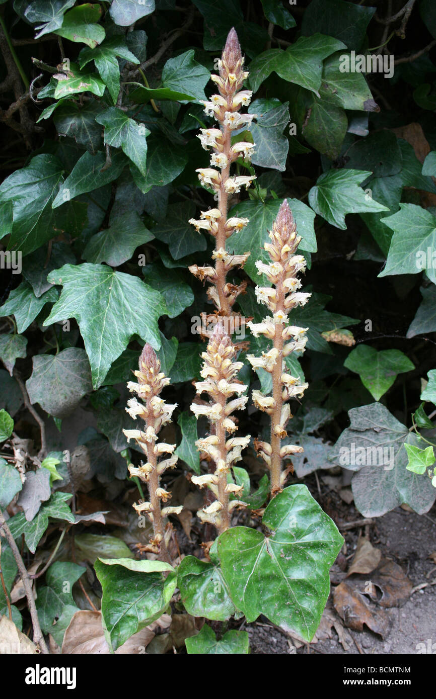 Lesser (a.k.a. Common) Broomrape Orobanche minor Stock Photo - Alamy