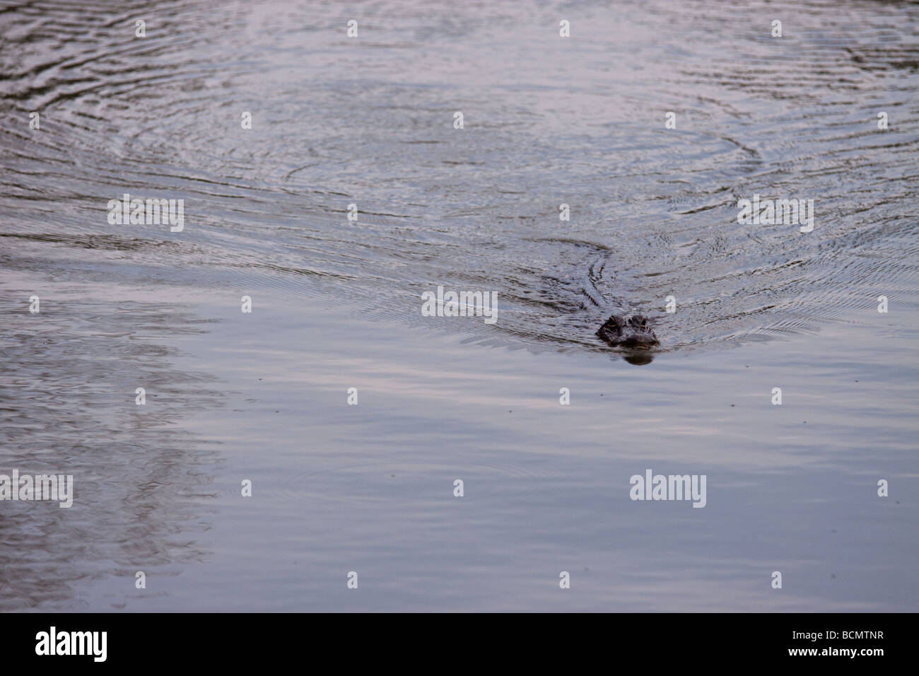 Alligator swimming hi-res stock photography and images - Alamy