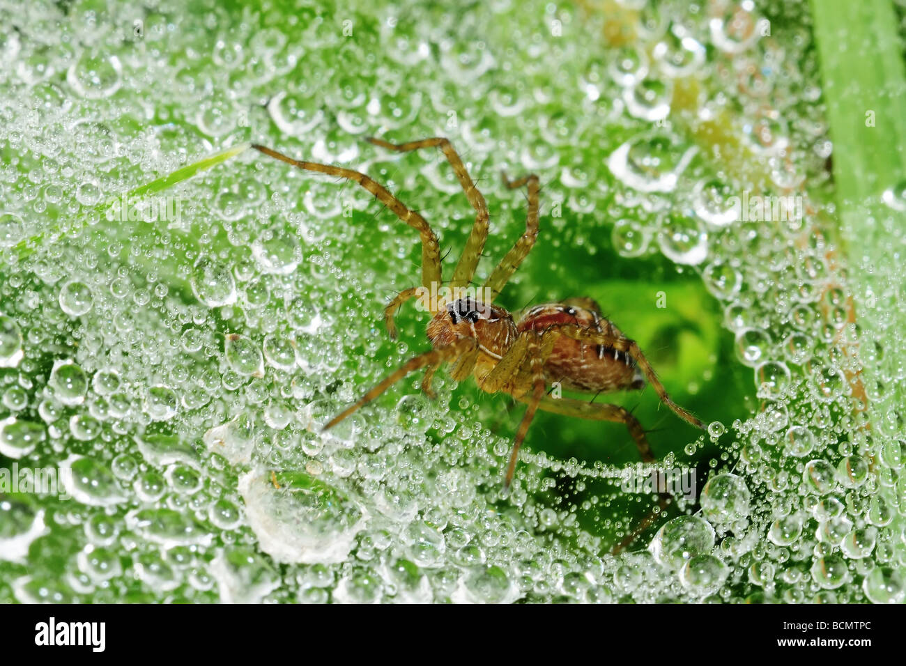 wolf spider and dew in the parks Stock Photo - Alamy