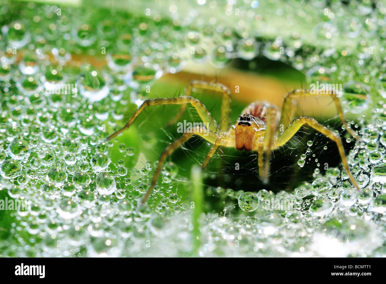 wolf spider and dew in the parks Stock Photo - Alamy