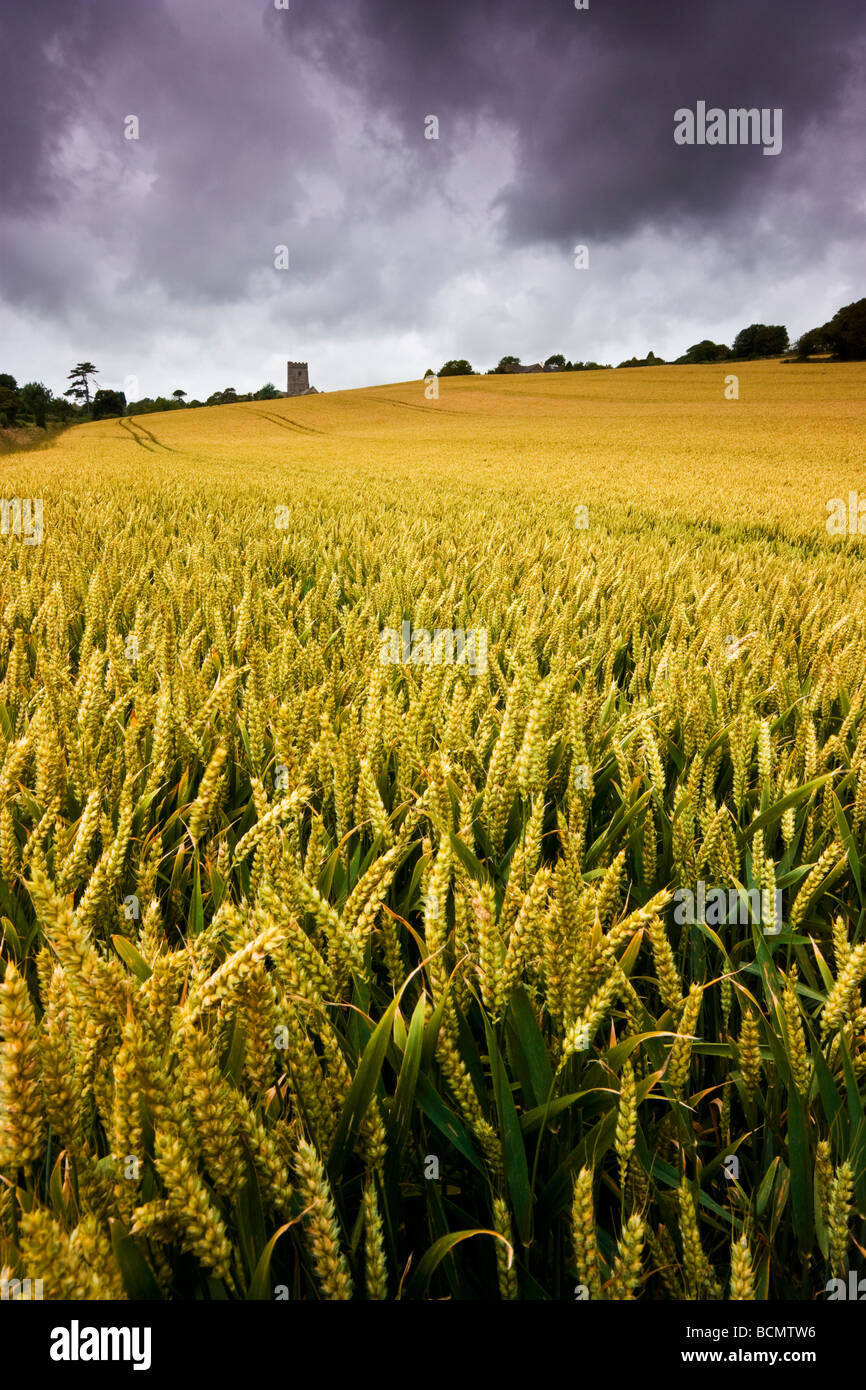 Wheatfield & Church, Stokenham, Devon, UK Stock Photo - Alamy