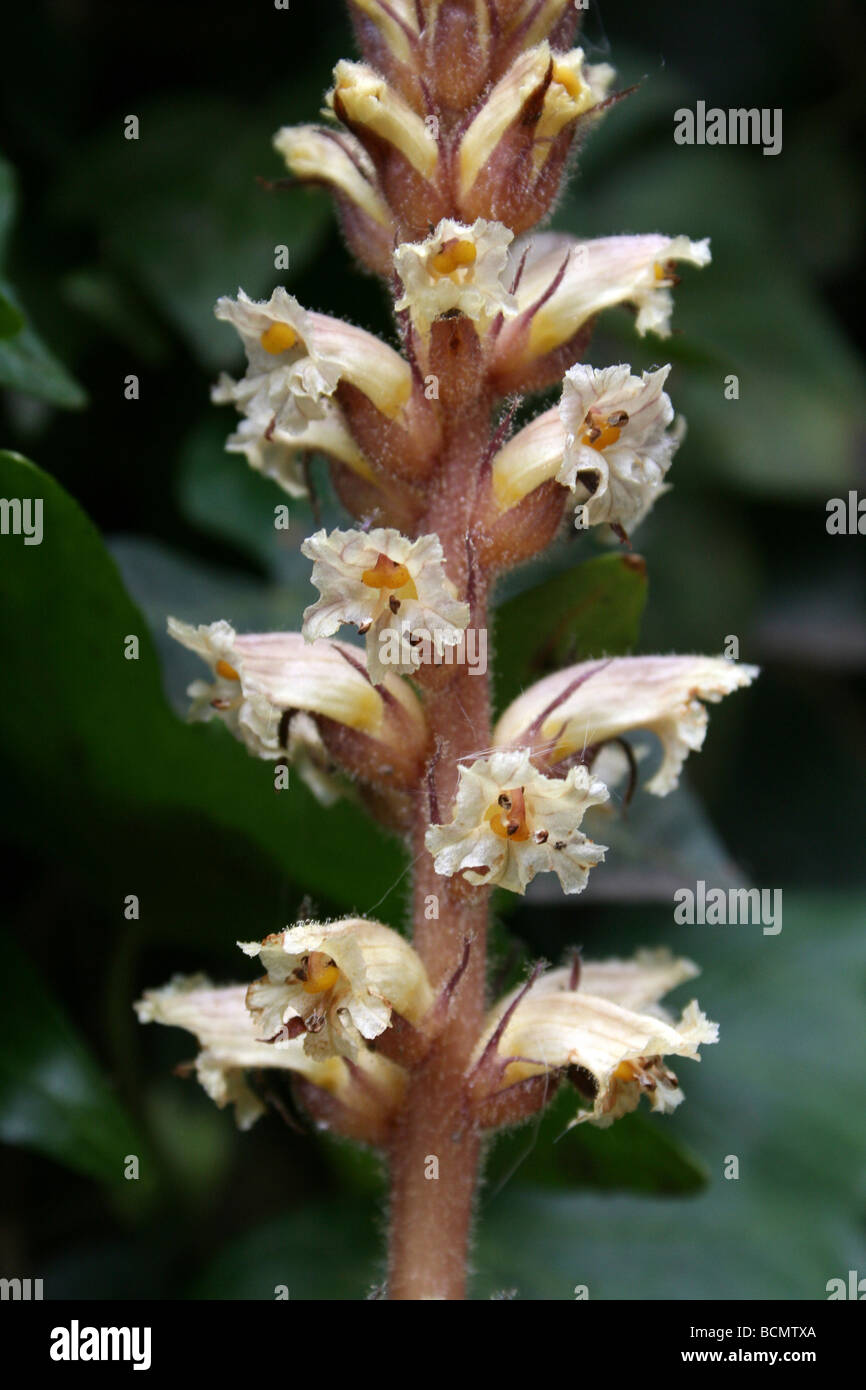 Lesser (a.k.a. Common) Broomrape Orobanche minor Stock Photo - Alamy