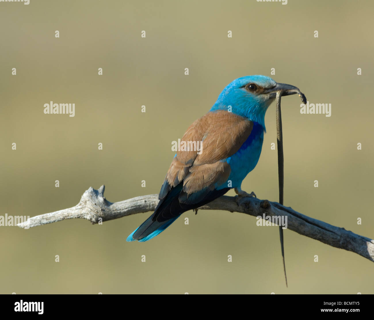 Snake in beak hi-res stock photography and images - Alamy
