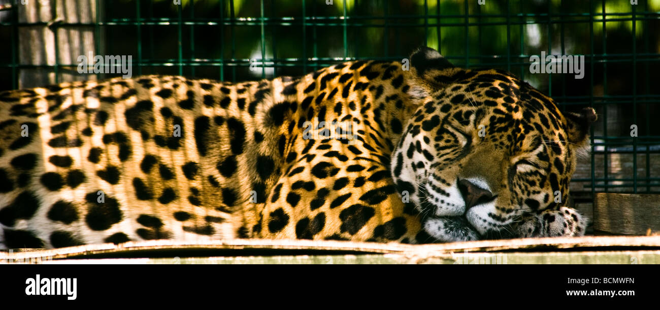 Spotted leopard zoo hi-res stock photography and images - Alamy