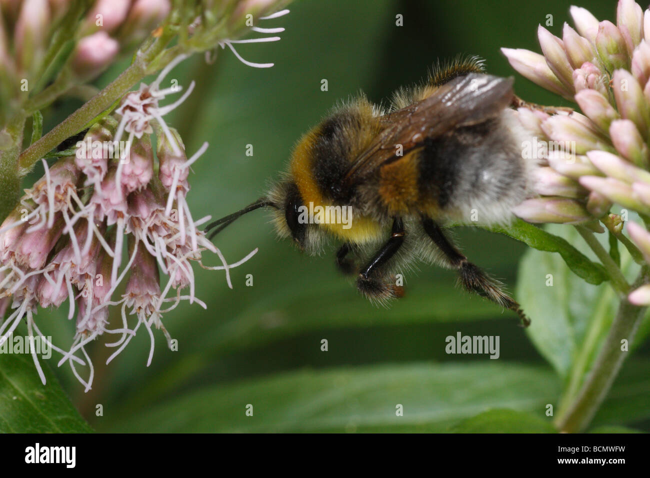Bombus terrestris, the buff-tailed bumblebee or large earth bumblebee ...