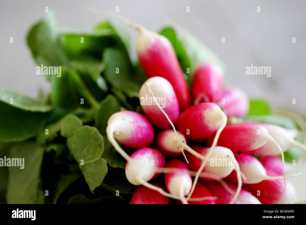 Bunch of Fresh Radish Stock Photo - Alamy