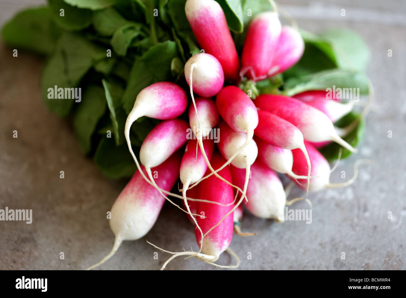 Bunch of Fresh Radish Stock Photo - Alamy