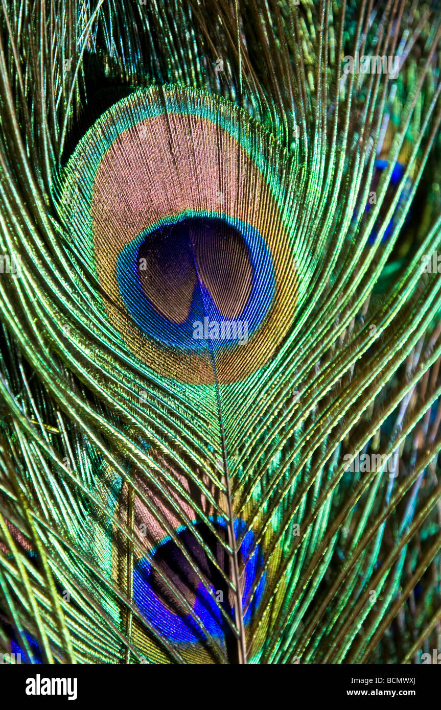 Peacock iridescence hi-res stock photography and images - Alamy