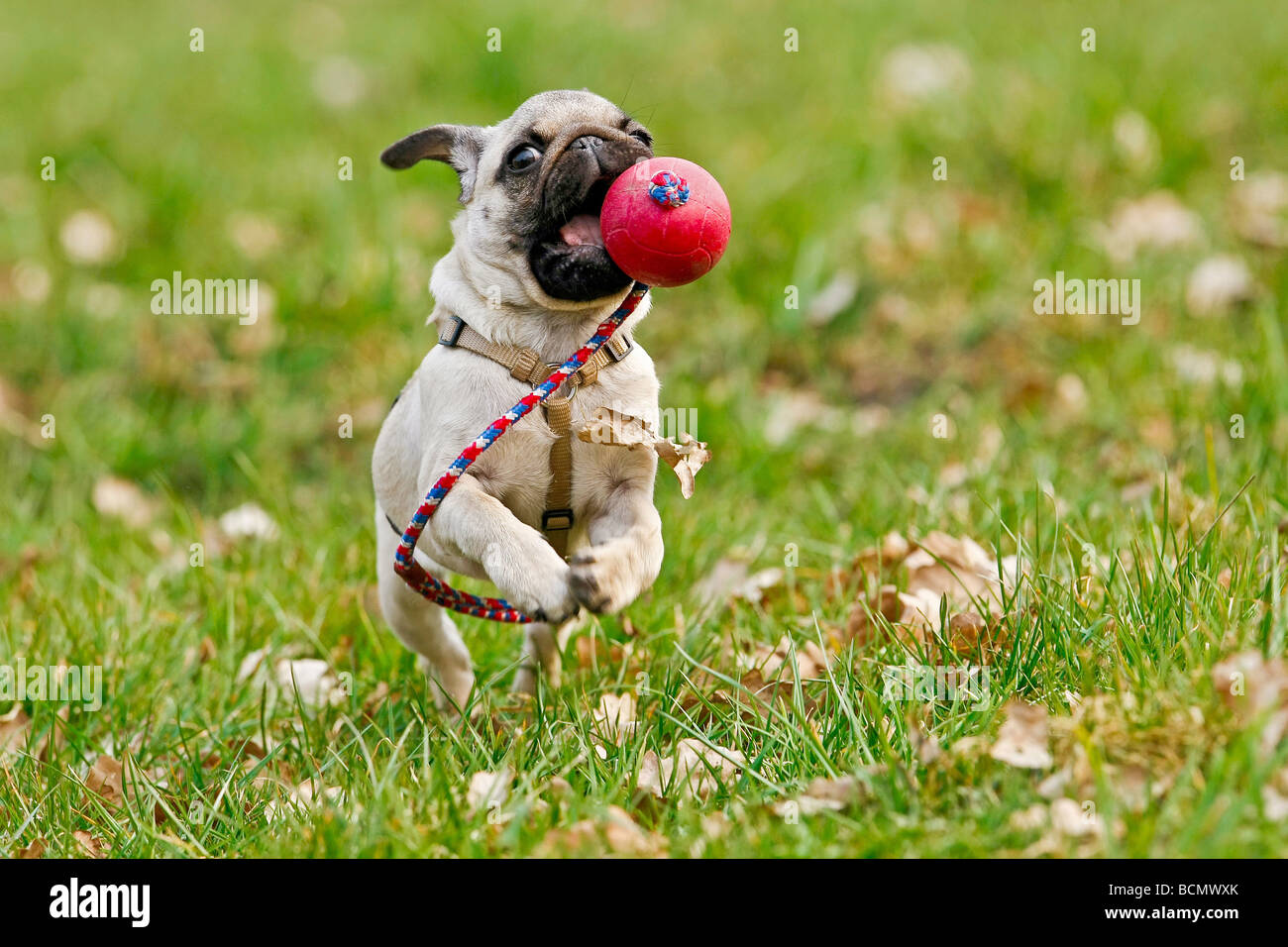 Dog retrieving ball hi-res stock photography and images - Alamy