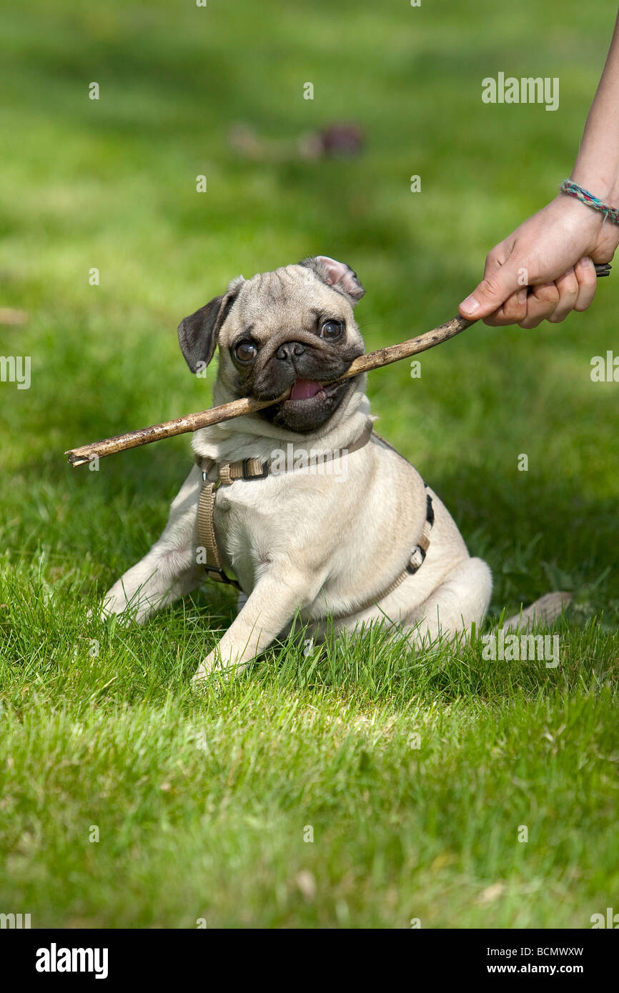 Do Pugs Play Fetch