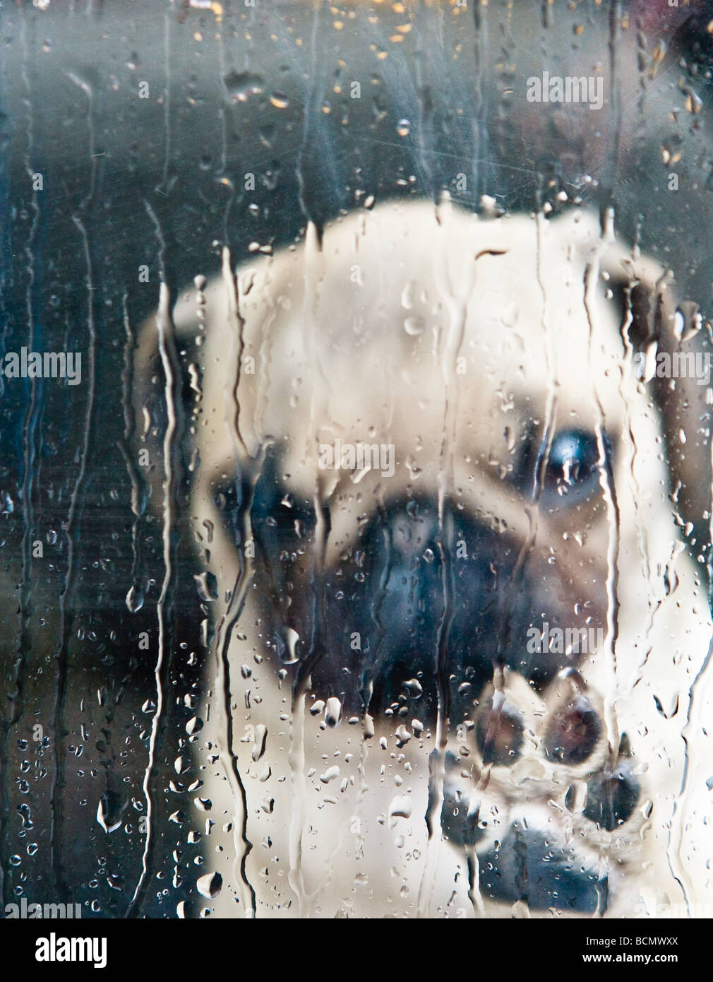 What To Do With A Puppy When Its Raining