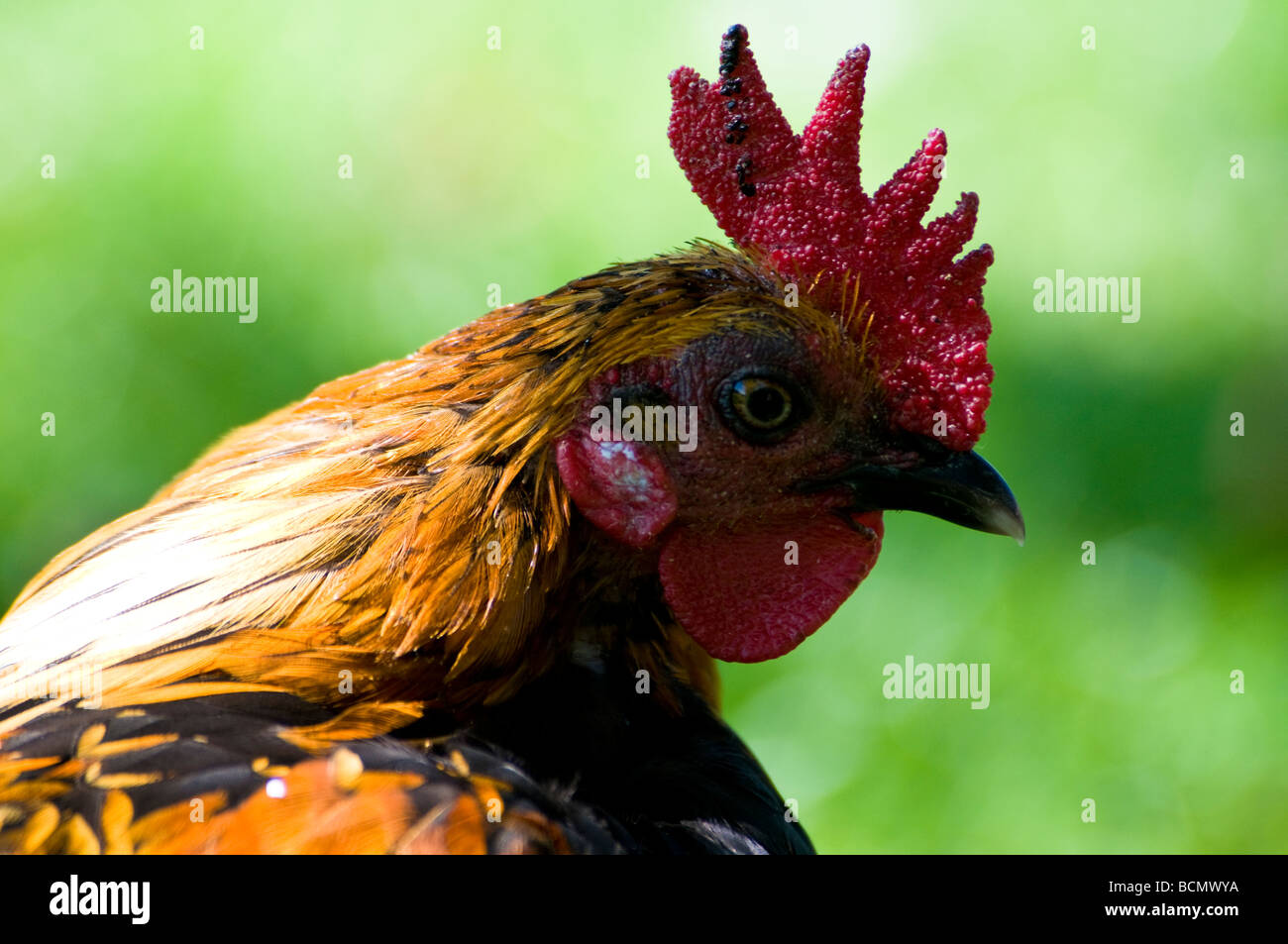 Chicken wattle hi-res stock photography and images - Alamy