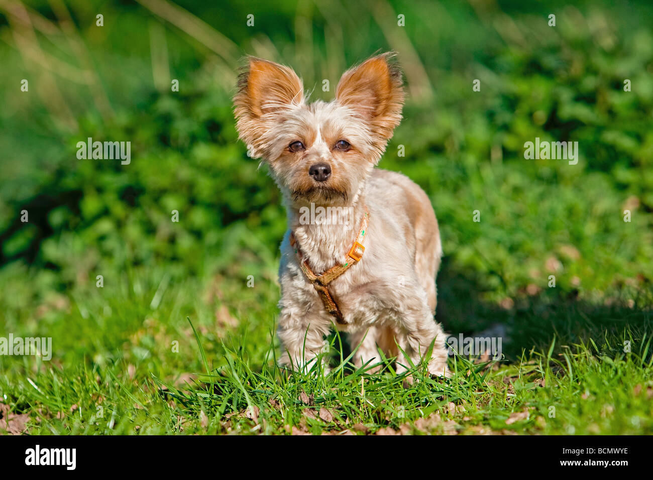 half breed dog - standing on meadow Stock Photo - Alamy