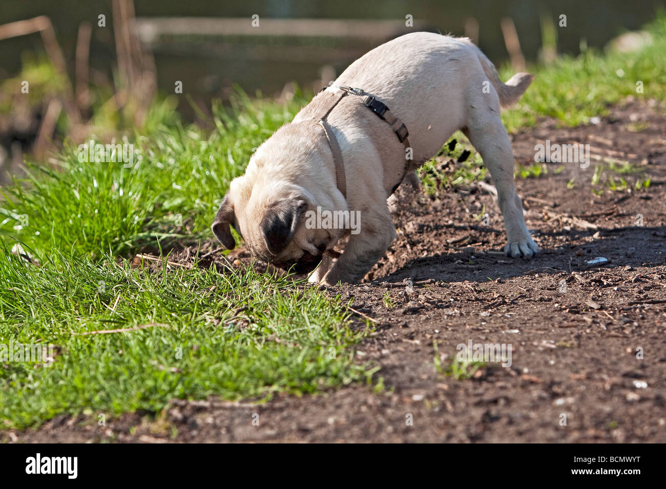 Do Pugs Like To Dig