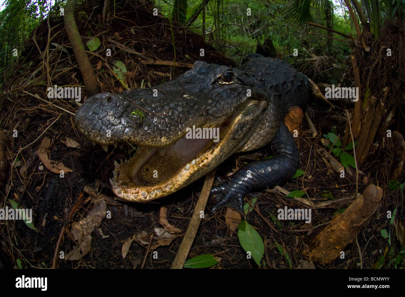 Female american alligator hi-res stock photography and images - Alamy
