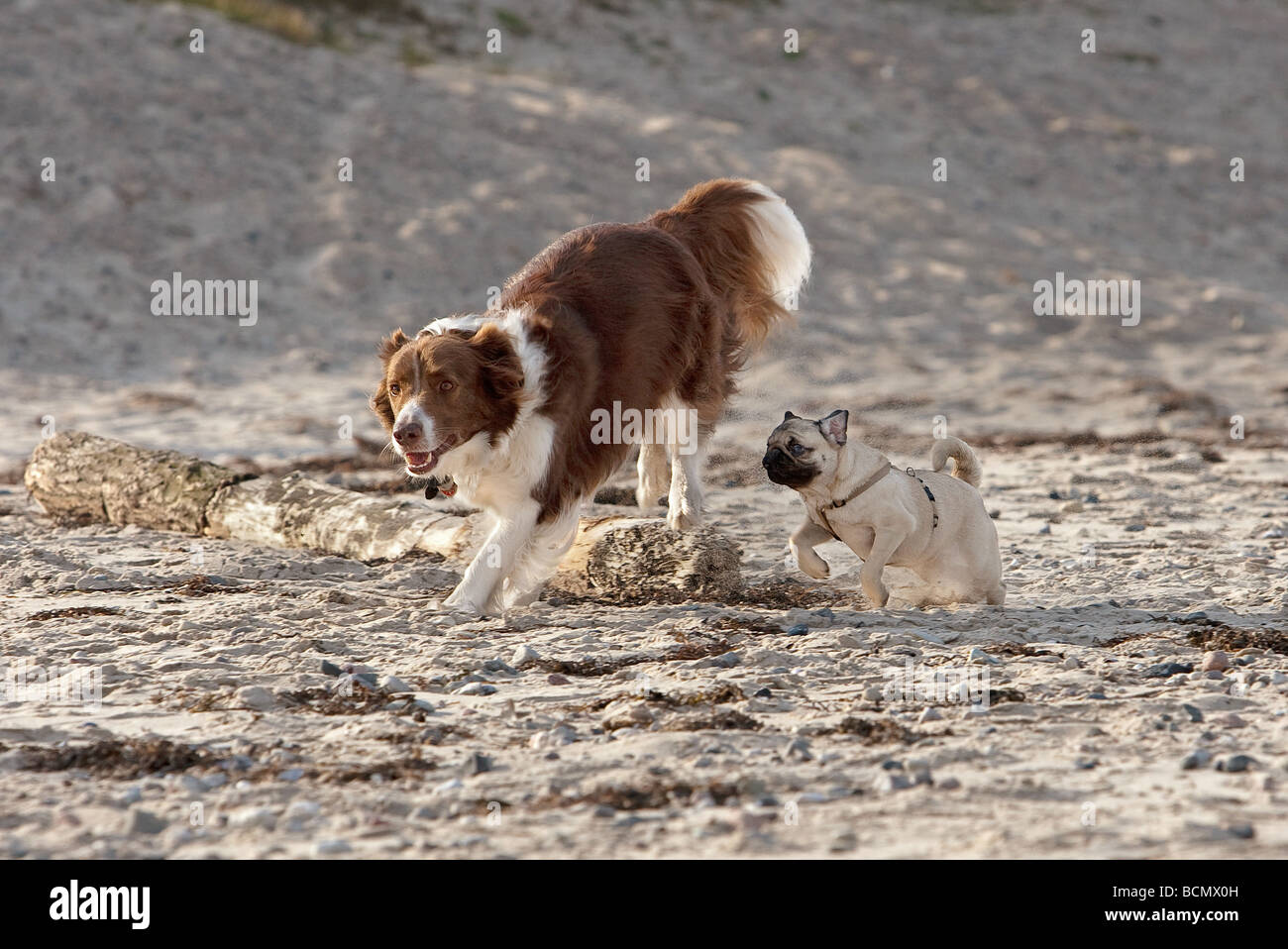 Pug border collie hi-res stock photography and images - Alamy