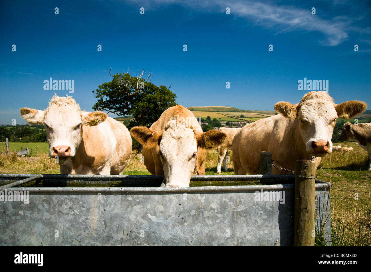 Cattle trough hi-res stock photography and images - Alamy