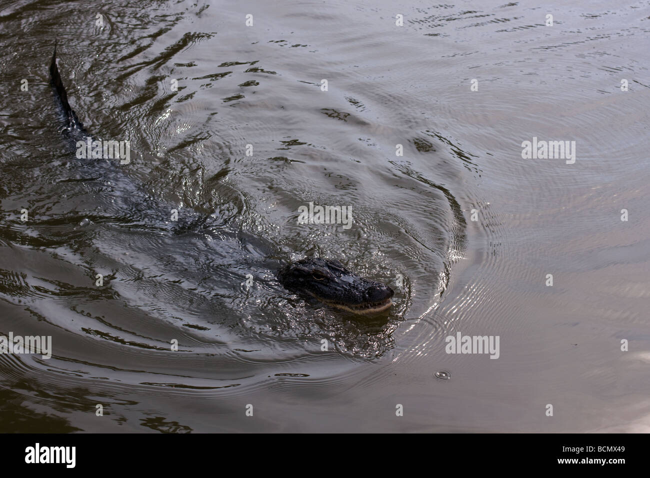 Alligator swamp mouth open hi-res stock photography and images - Alamy