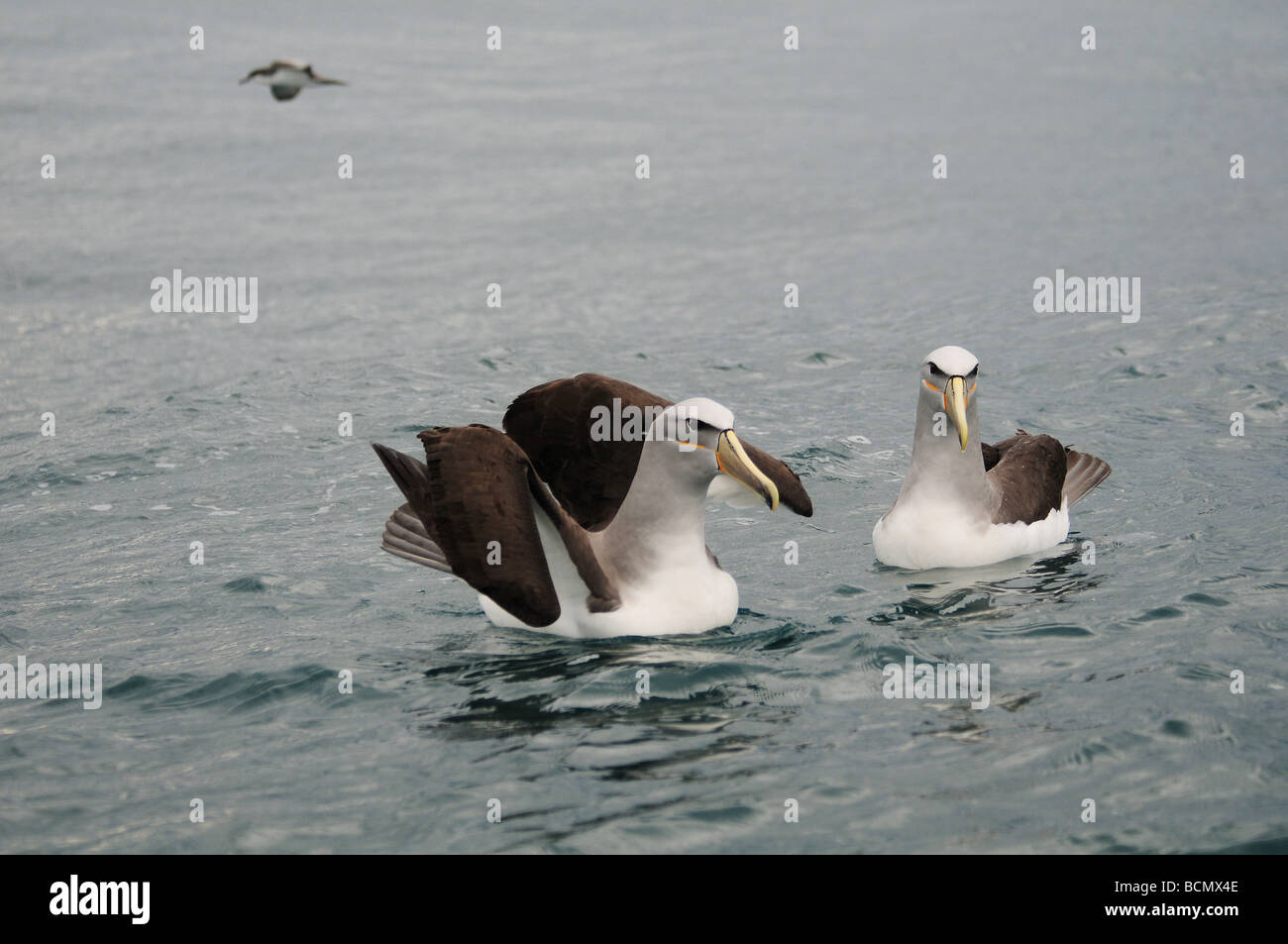 two Albatrosses on the water Stock Photo - Alamy