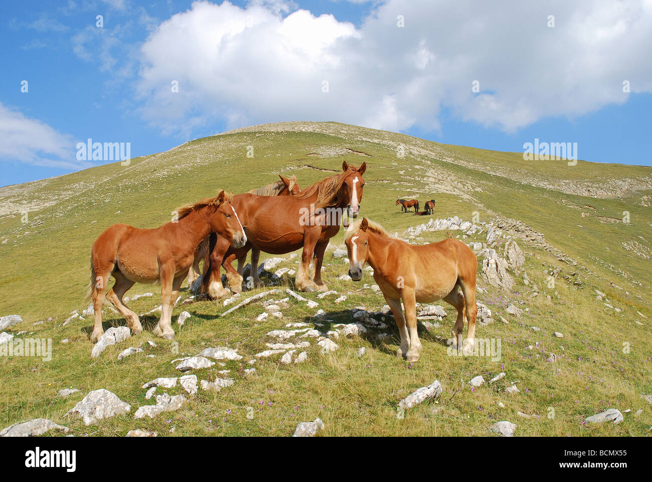 Navarra pony hi-res stock photography and images - Alamy