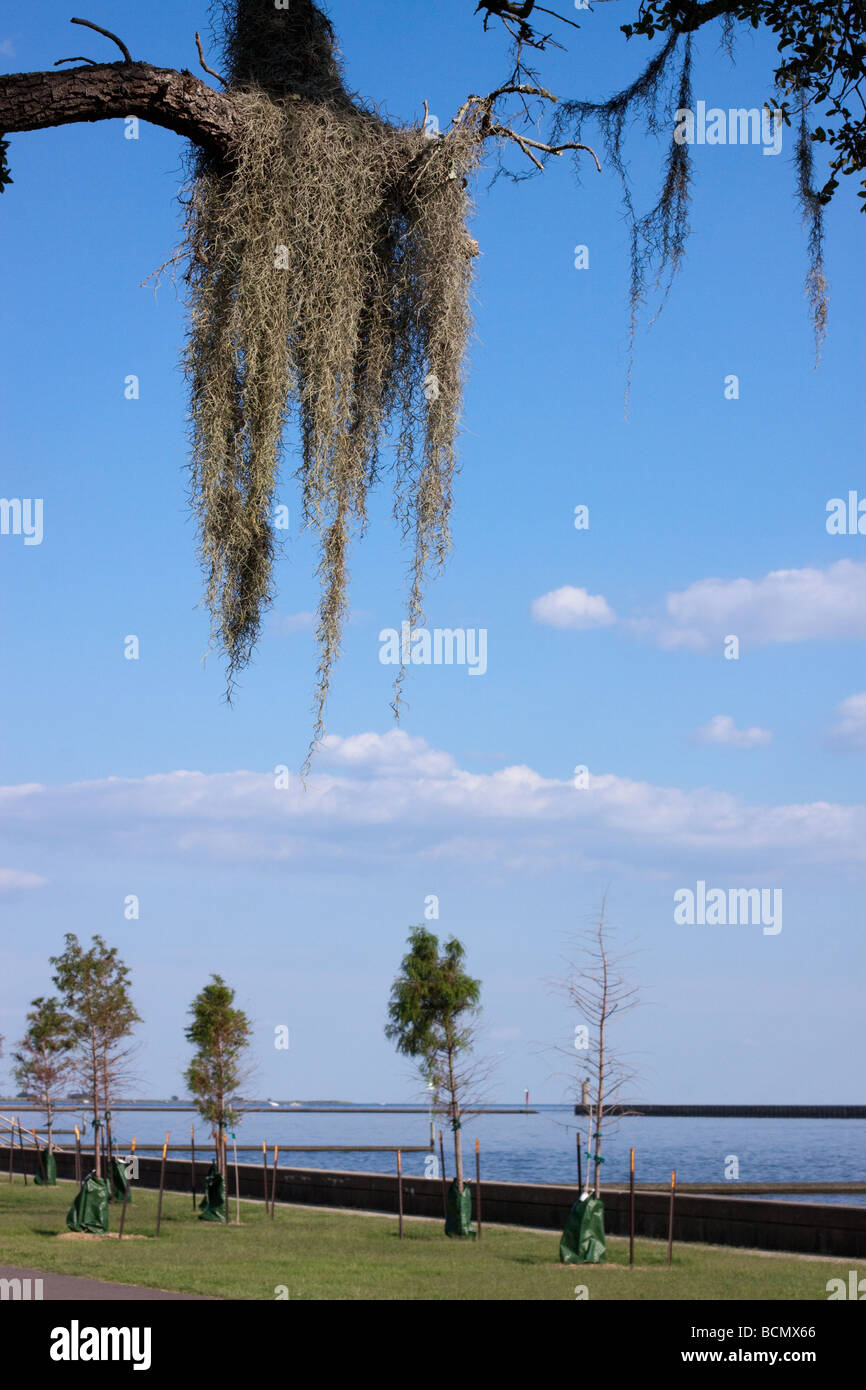 Hanging moss hi-res stock photography and images - Alamy