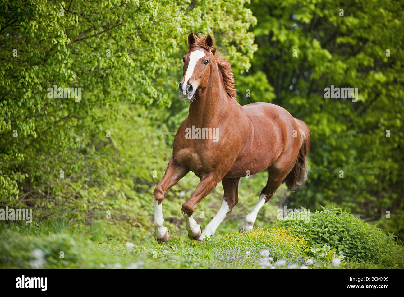 Oldenburg. Chestnut horse galloping on a pasture Stock Photo - Alamy