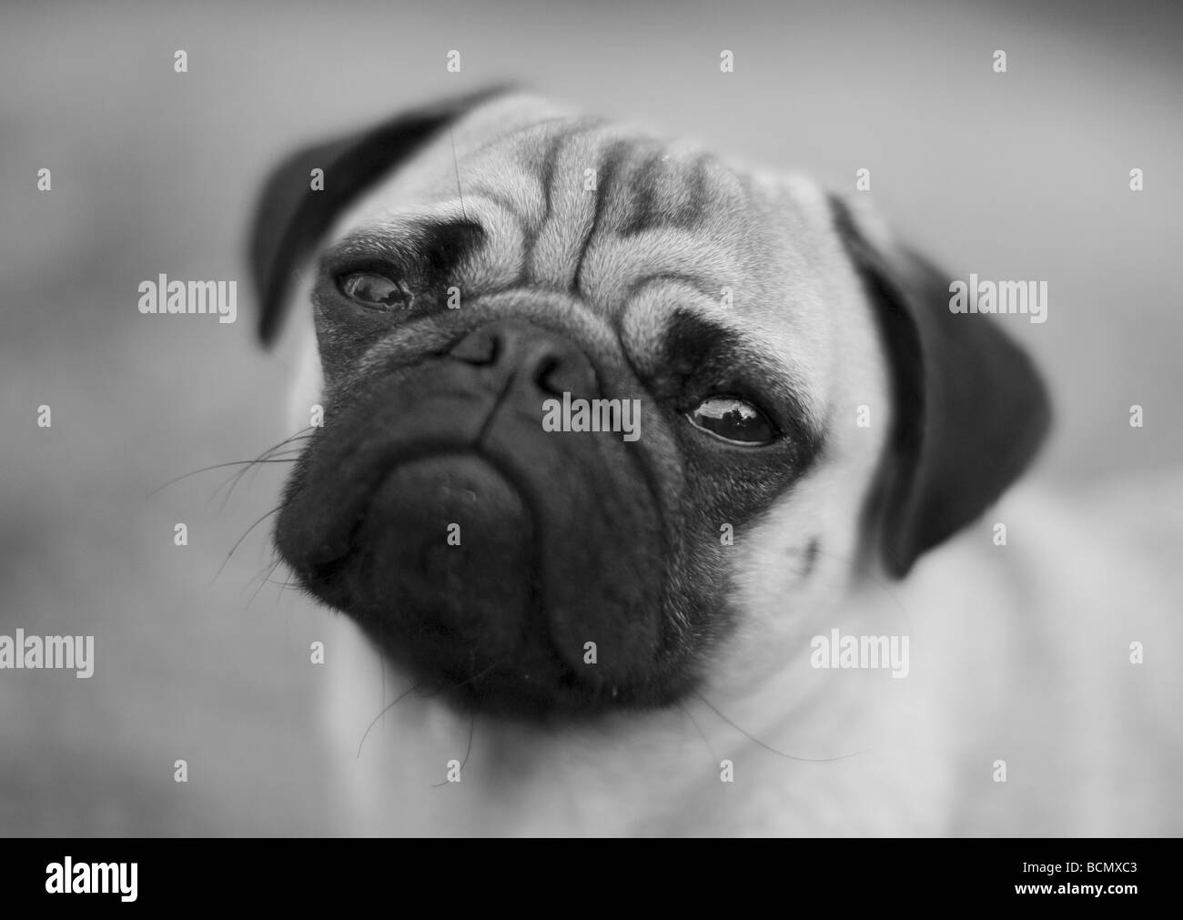 pug dog - portrait Stock Photo - Alamy