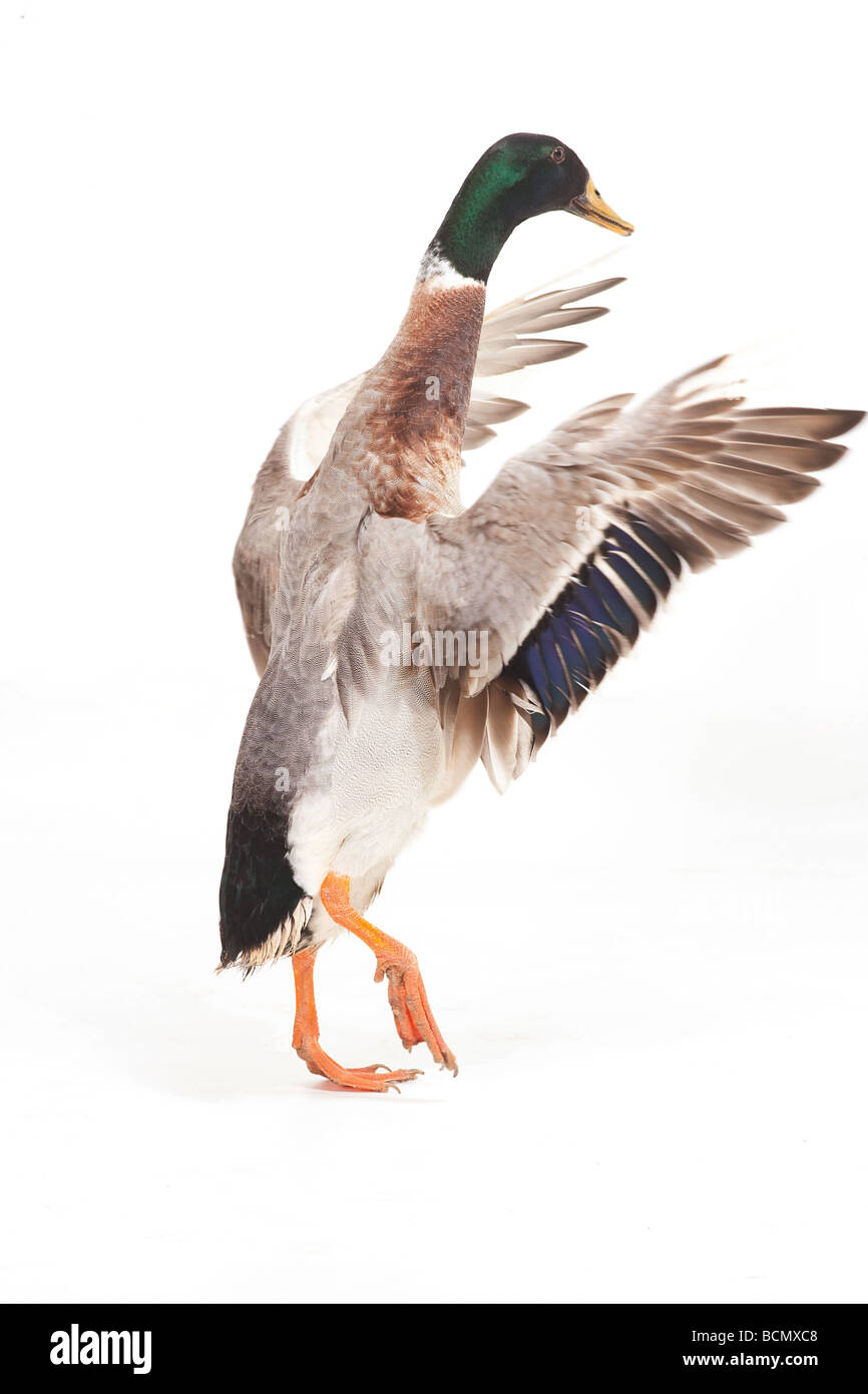 Indian Runners Standing High Resolution Stock Photography and Images ...