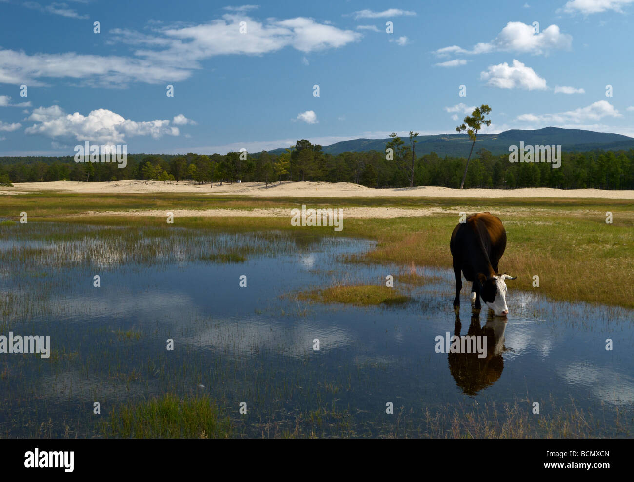 The cow in water, a cow drinks water Stock Photo - Alamy