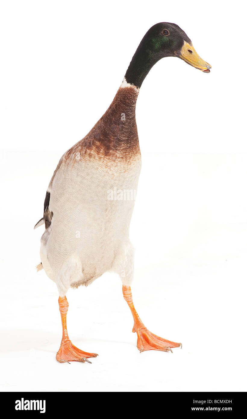 Indian Runner - standing - cut out Stock Photo - Alamy