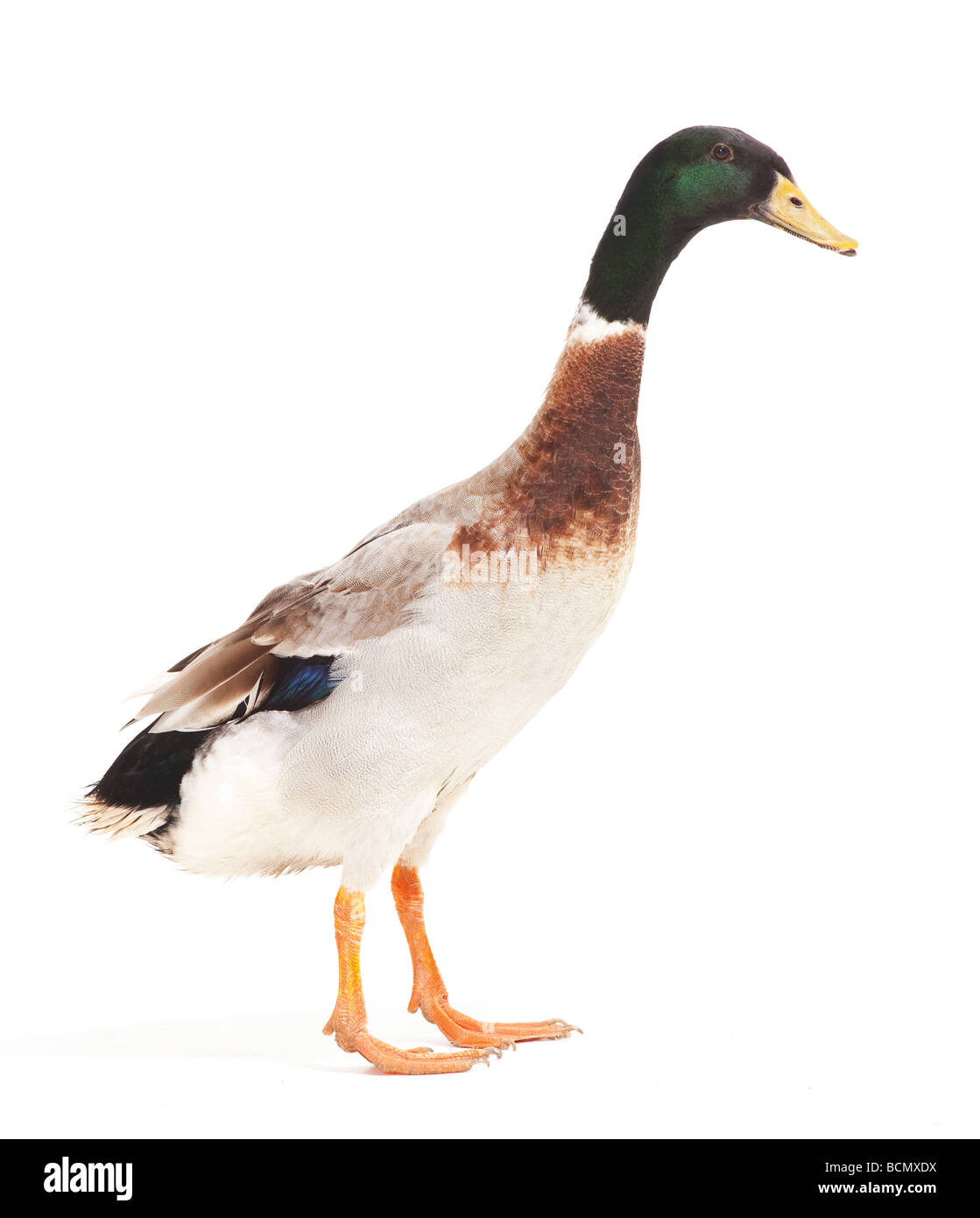 Indian Runner - standing - cut out Stock Photo - Alamy