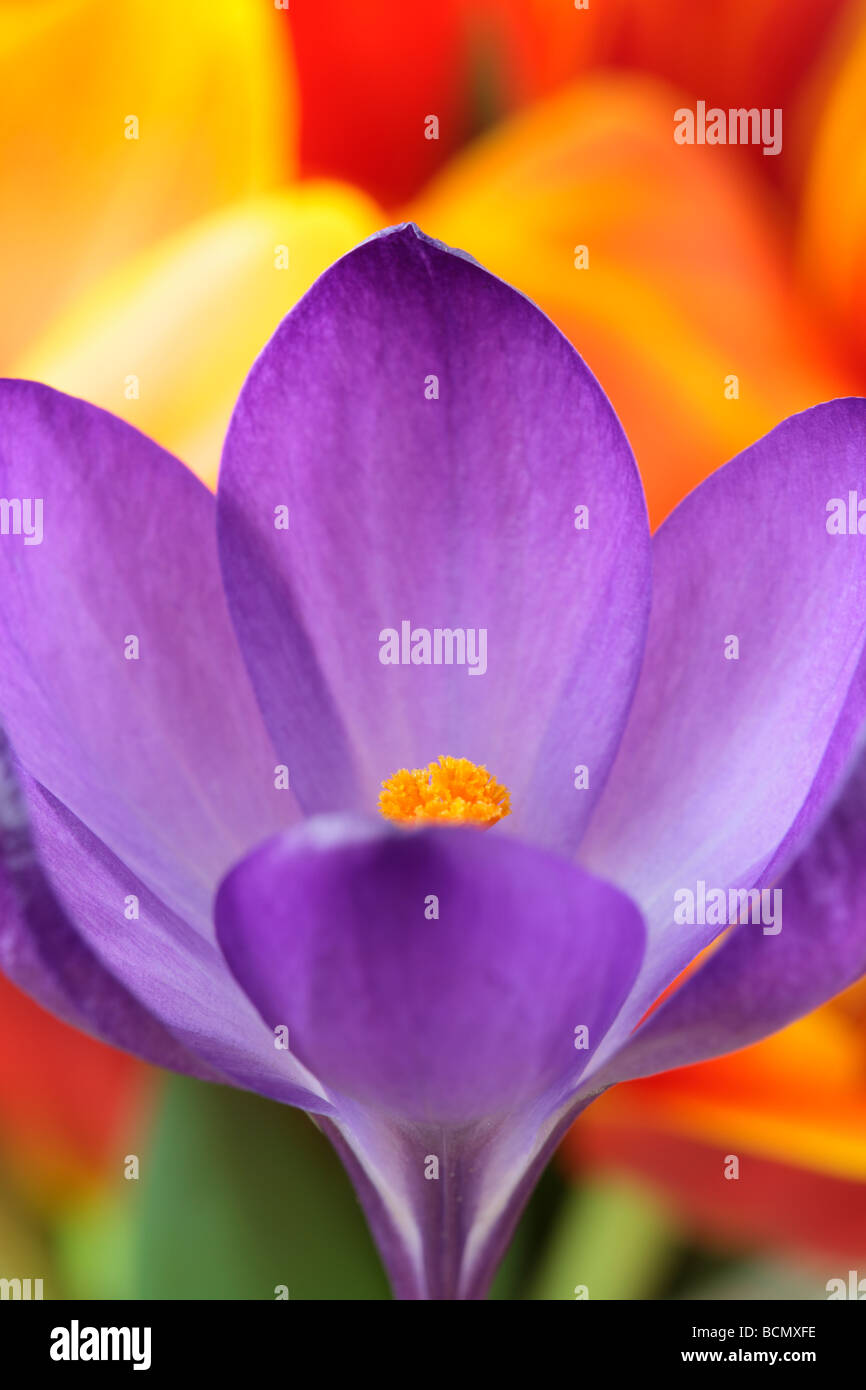 Giant crocuses hi-res stock photography and images - Alamy