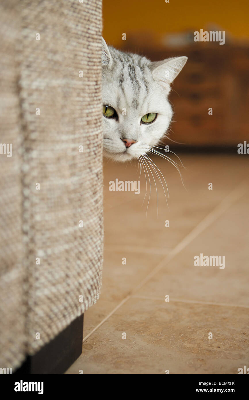 British Shorthair cat behind sofa - portrait Stock Photo - Alamy