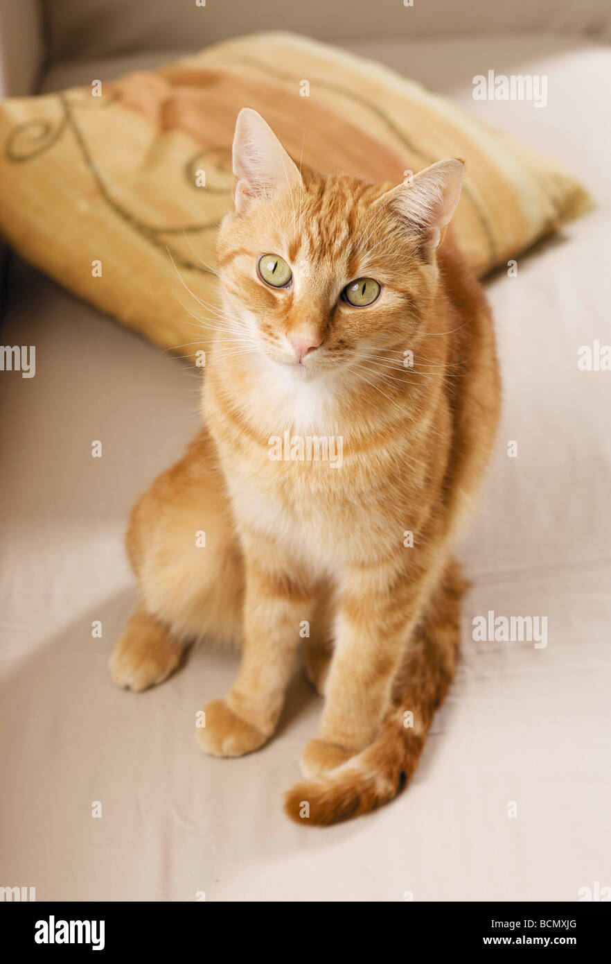 domestic cat - sitting - looking up Stock Photo - Alamy
