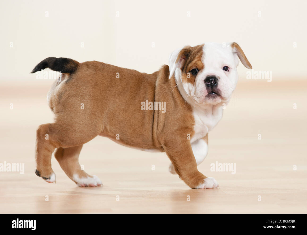 Continental Bulldog - puppy walking - cut out Stock Photo - Alamy