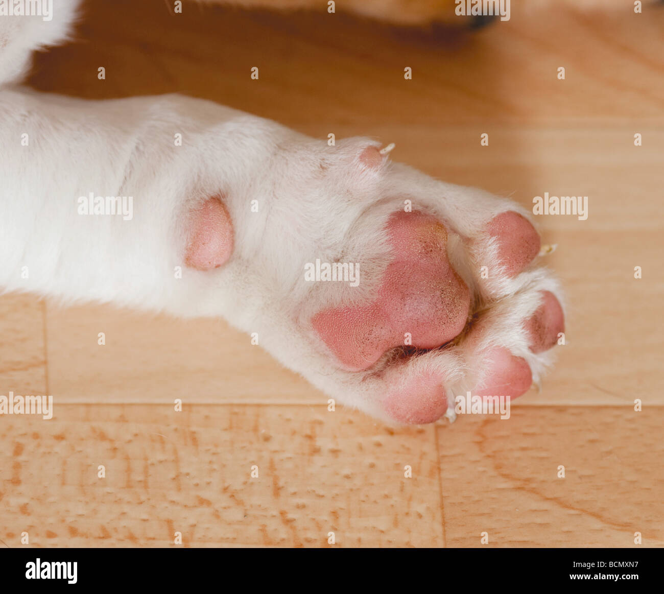 Puppy paws pads hi-res stock photography and images - Alamy