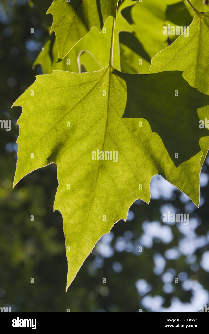 Plain tree hi-res stock photography and images - Alamy