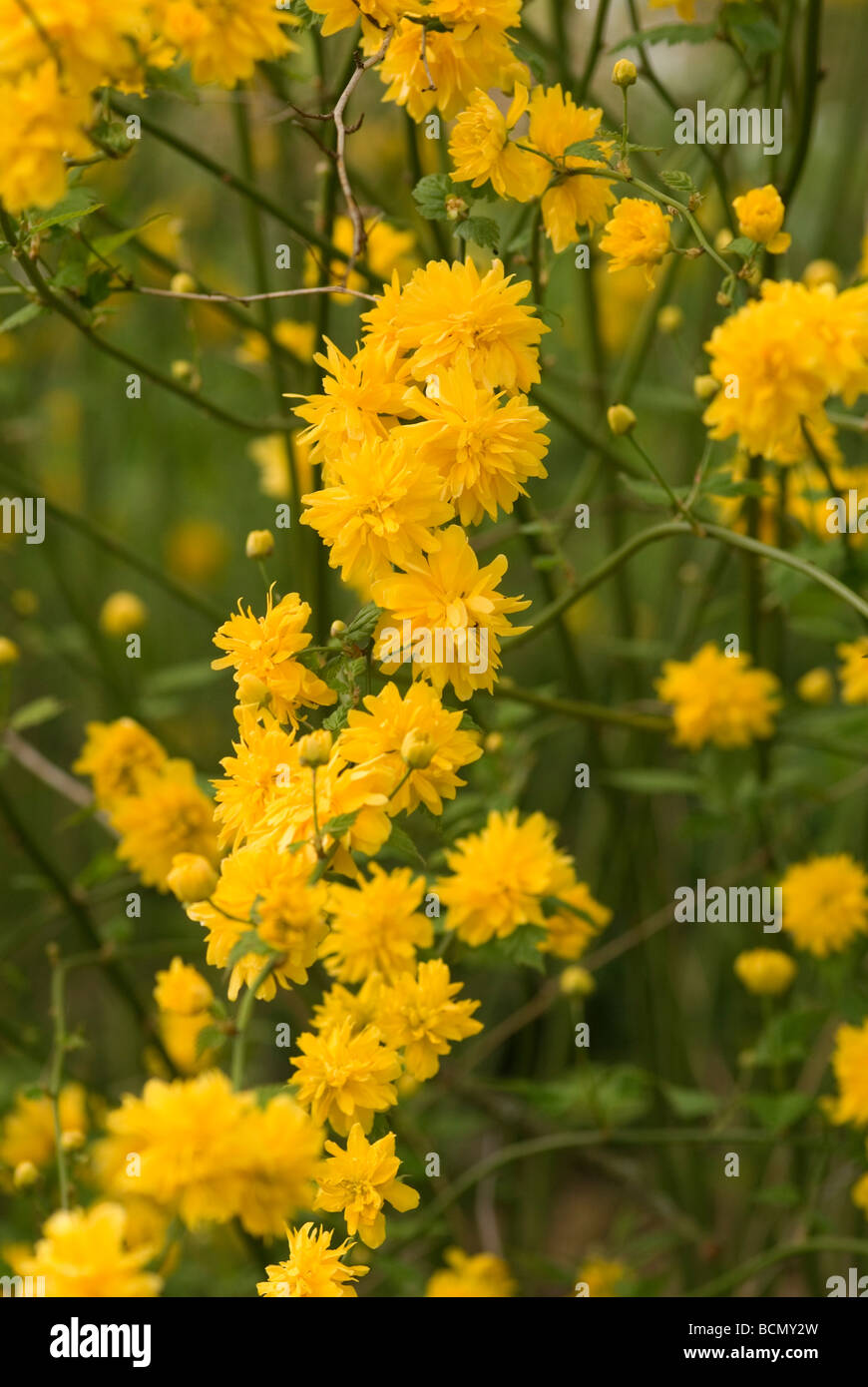 KERRIA JAPONICA PLENIFLORA JAPANESE ROSE Stock Photo - Alamy