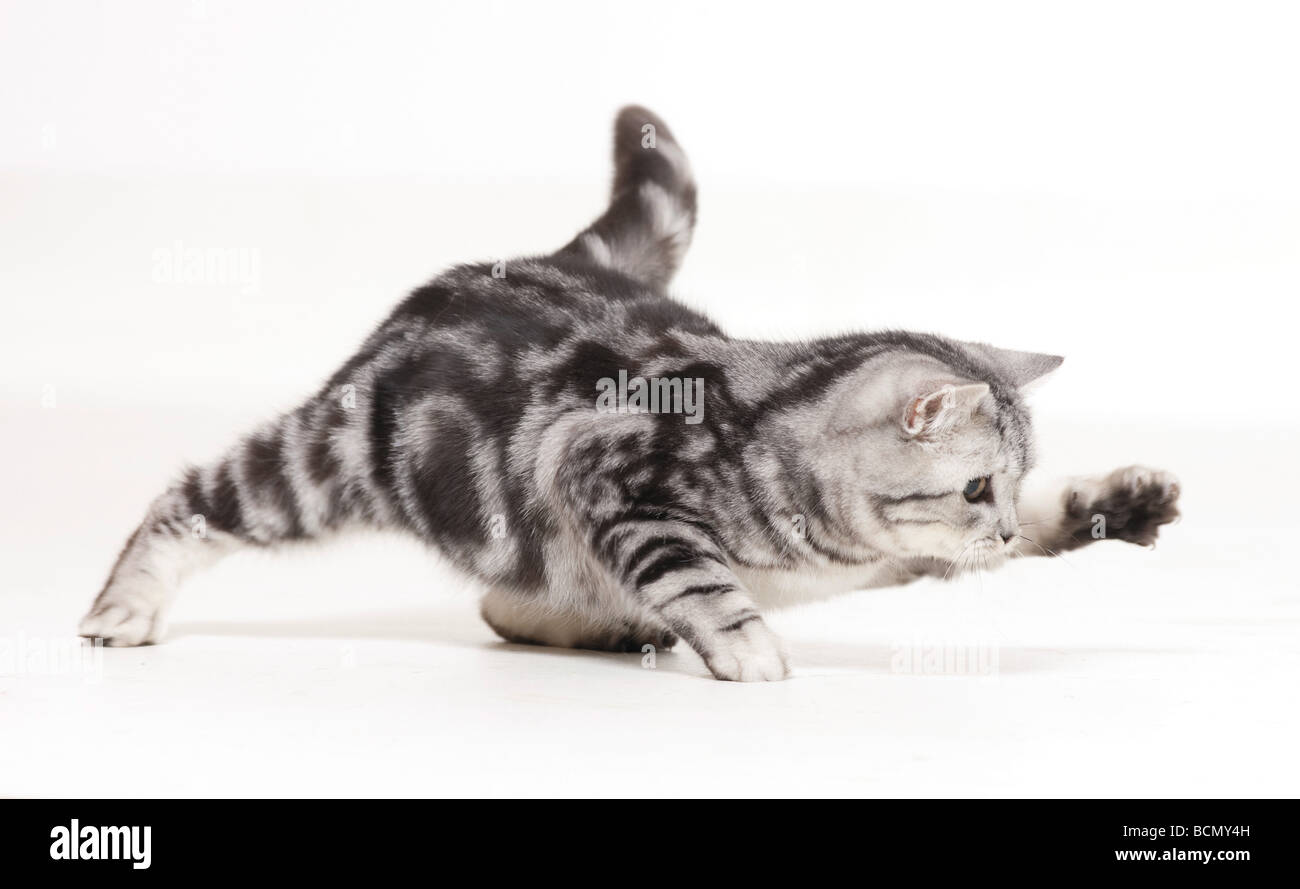 Cat creeping inside hi-res stock photography and images - Alamy