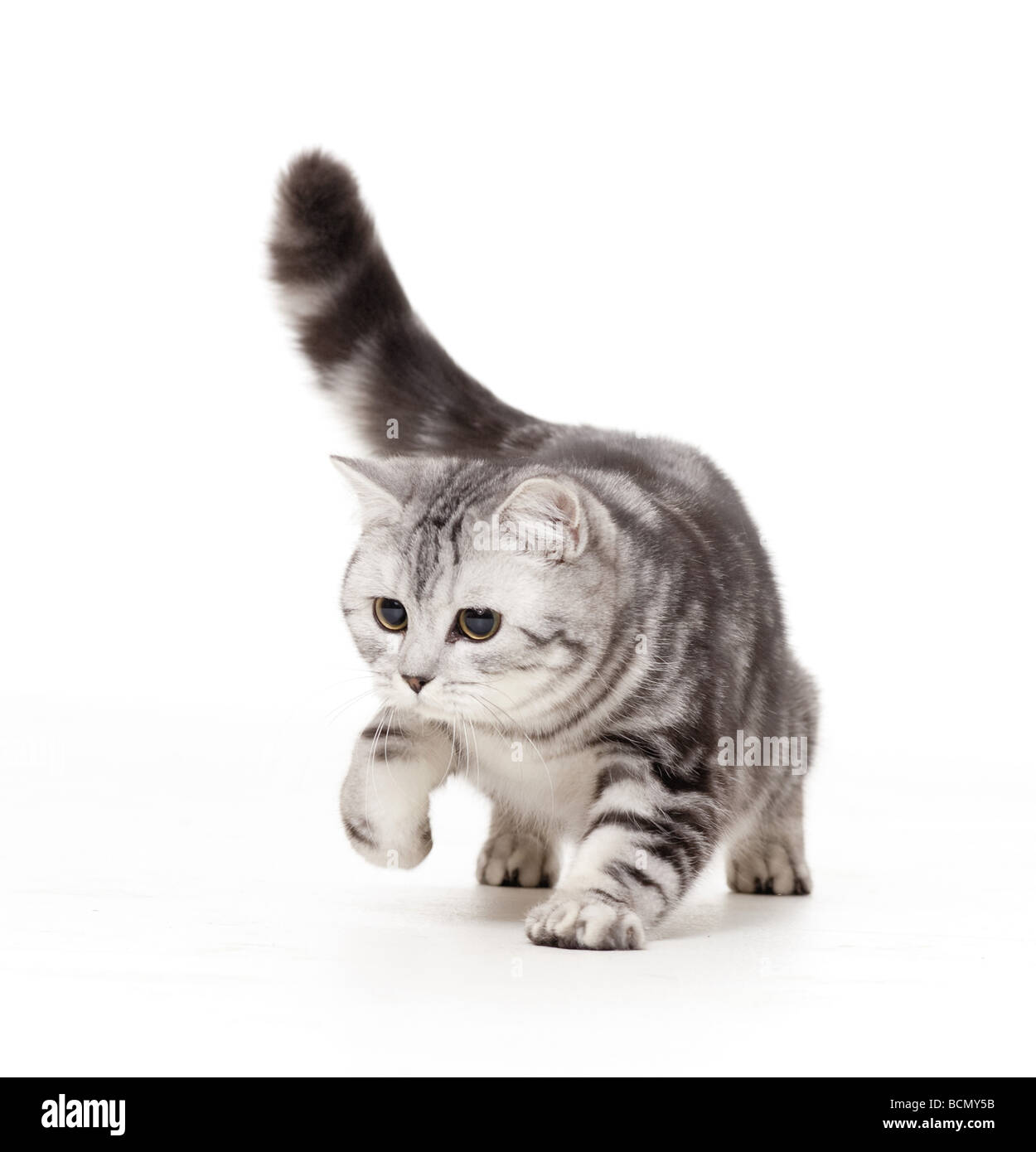 Cat creeping inside hi-res stock photography and images - Alamy