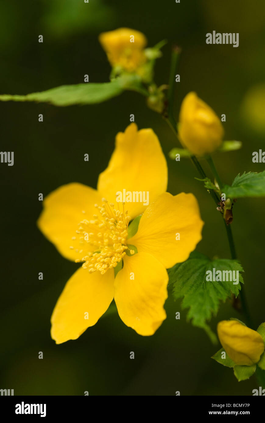 Guinea flower hi-res stock photography and images - Alamy