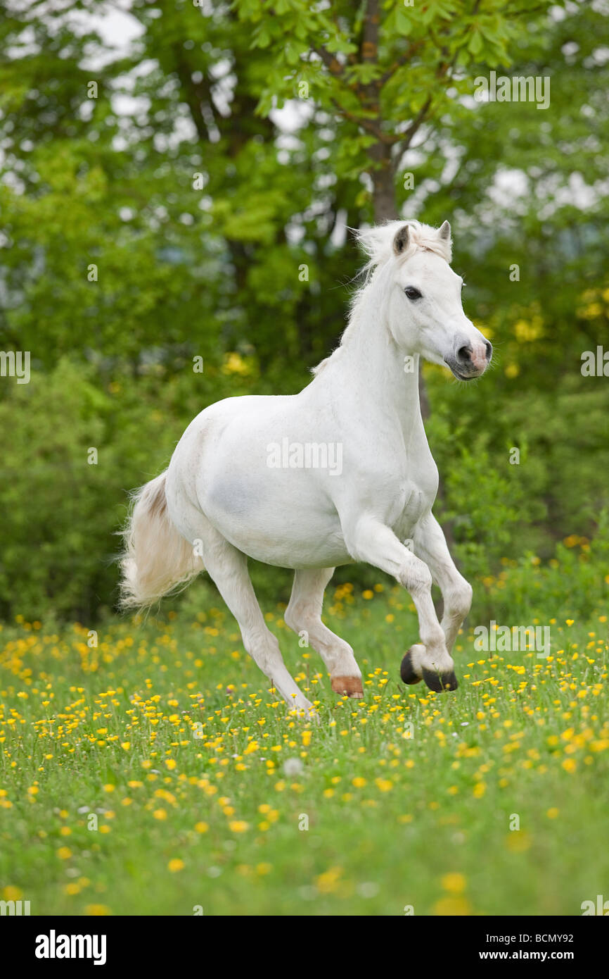 Welsh Pony. Gray adult galloping on meadow Stock Photo - Alamy