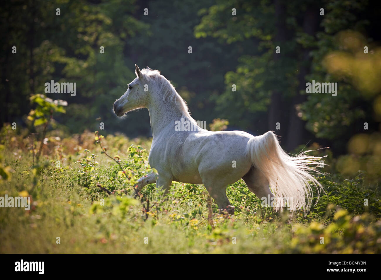 Arabian horse - walking in the forest Stock Photo - Alamy