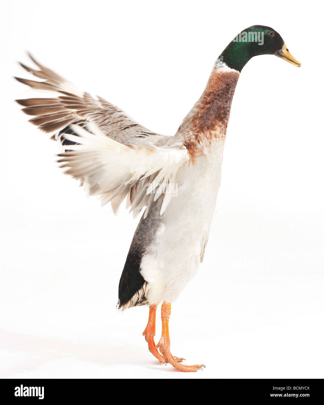Indian Runner Ducks Can Fly