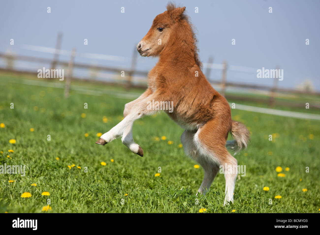 Horse Foal